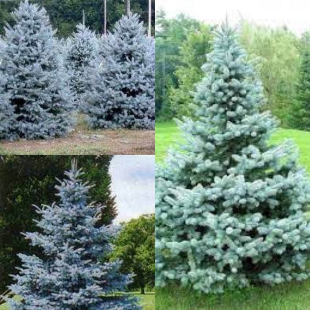 Seeds for Planting, Picea Pungens AZ Kaibab Seeds, Blue Spruce,~ Bulk ...