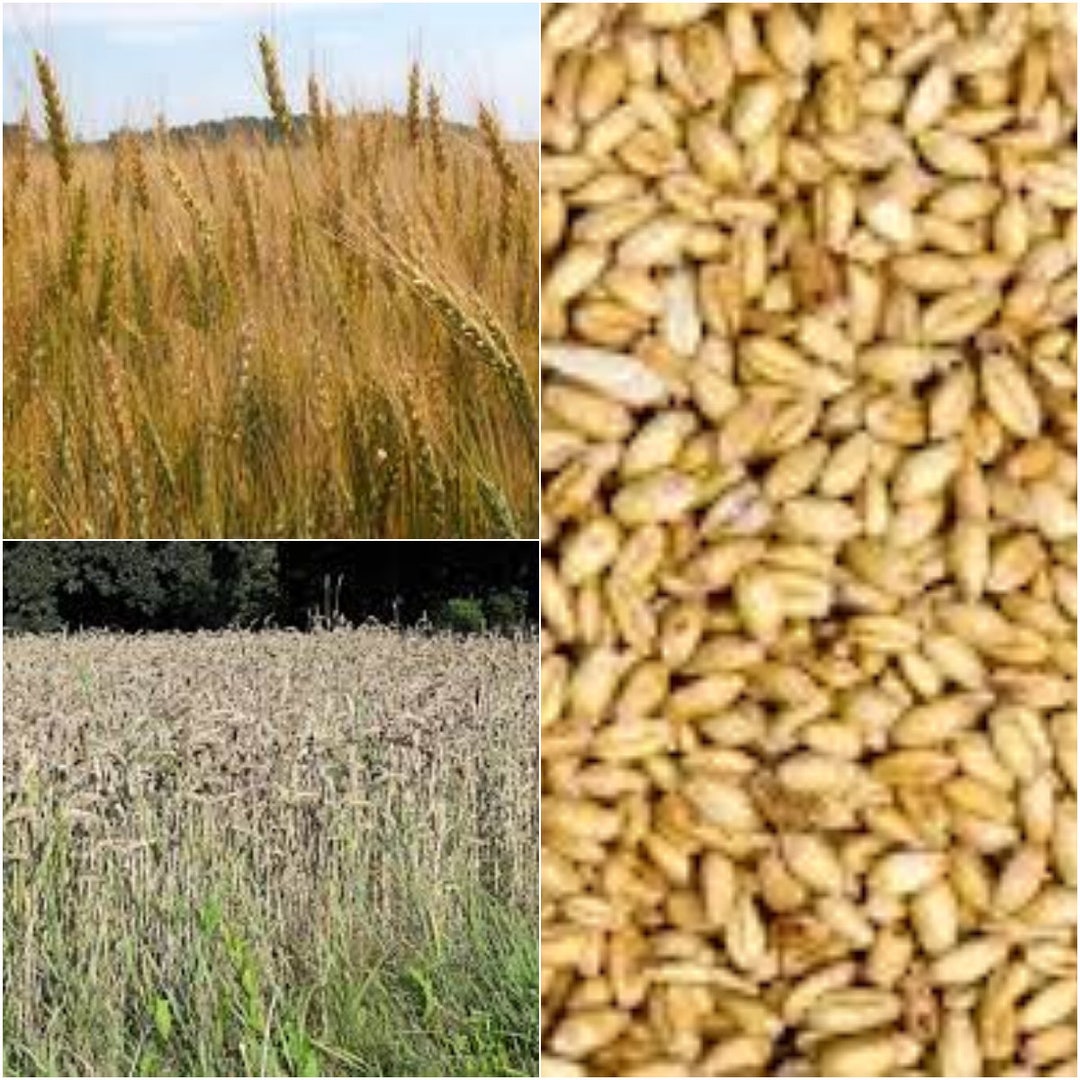 Seeds for Planting, Triticum Aestivum - Cover Crop Seeds, Winter Wheat ...