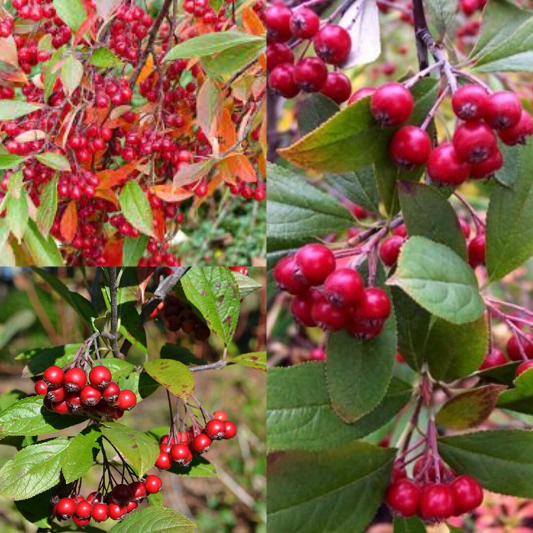 Seeds for Planting, Aronia Arbutifolia Seeds, Red Chokeberry, Red ...