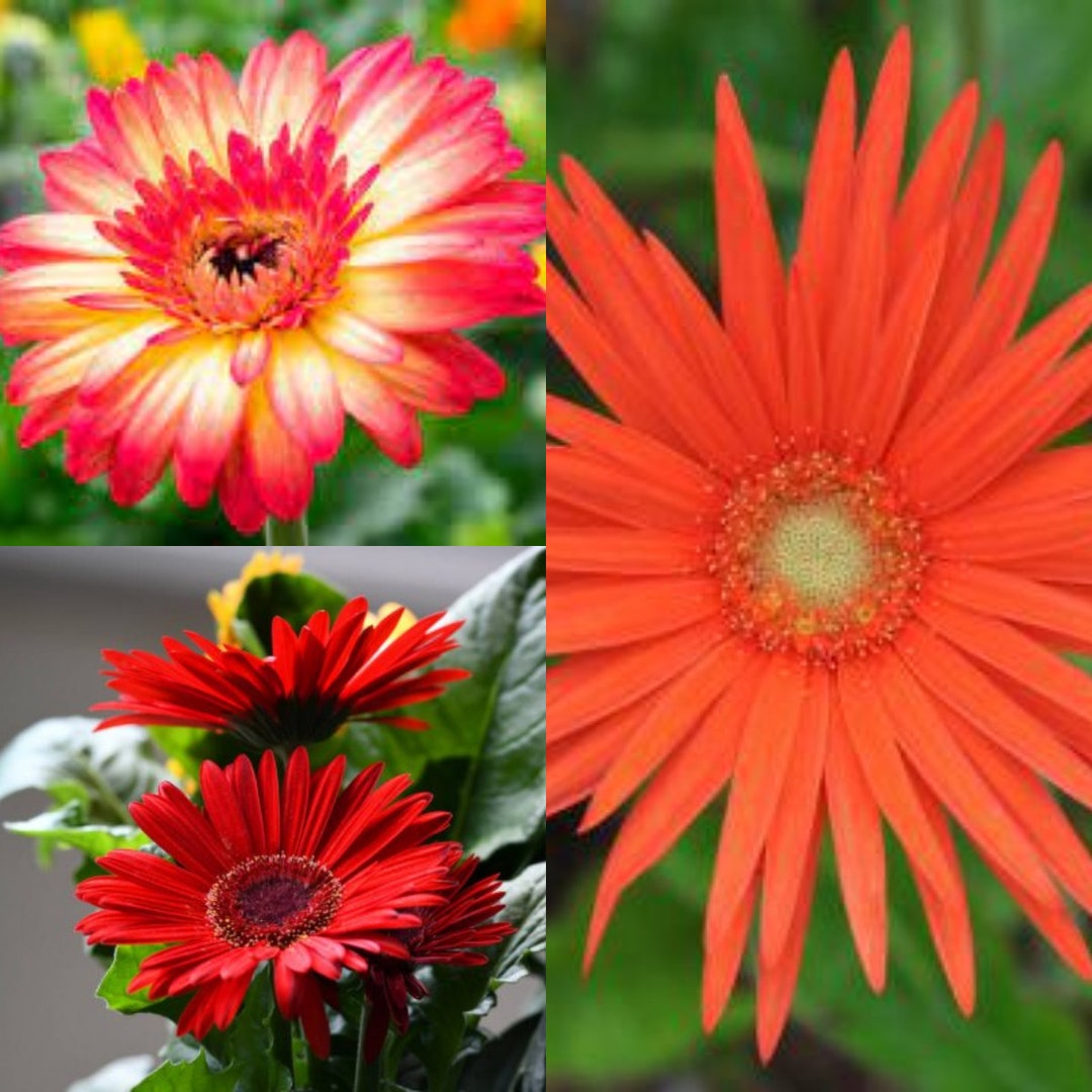 Seeds for Planting, Gerbera Jamesonii Seeds, Barberton Daisy, Transvaal ...