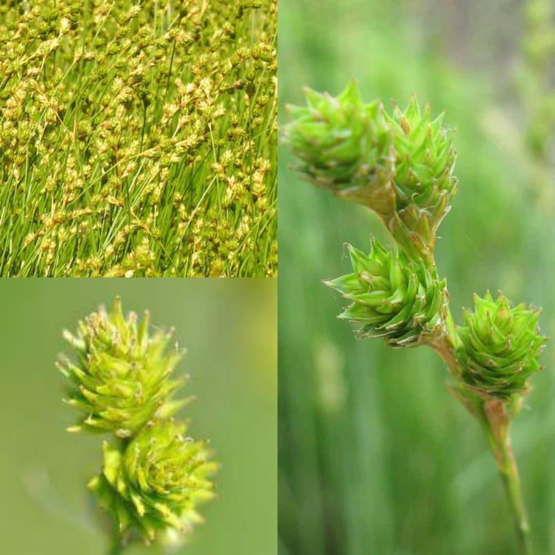 Seeds for Planting, Carex Bicknellii Seeds, Bicknell's Sedge, Copper ...