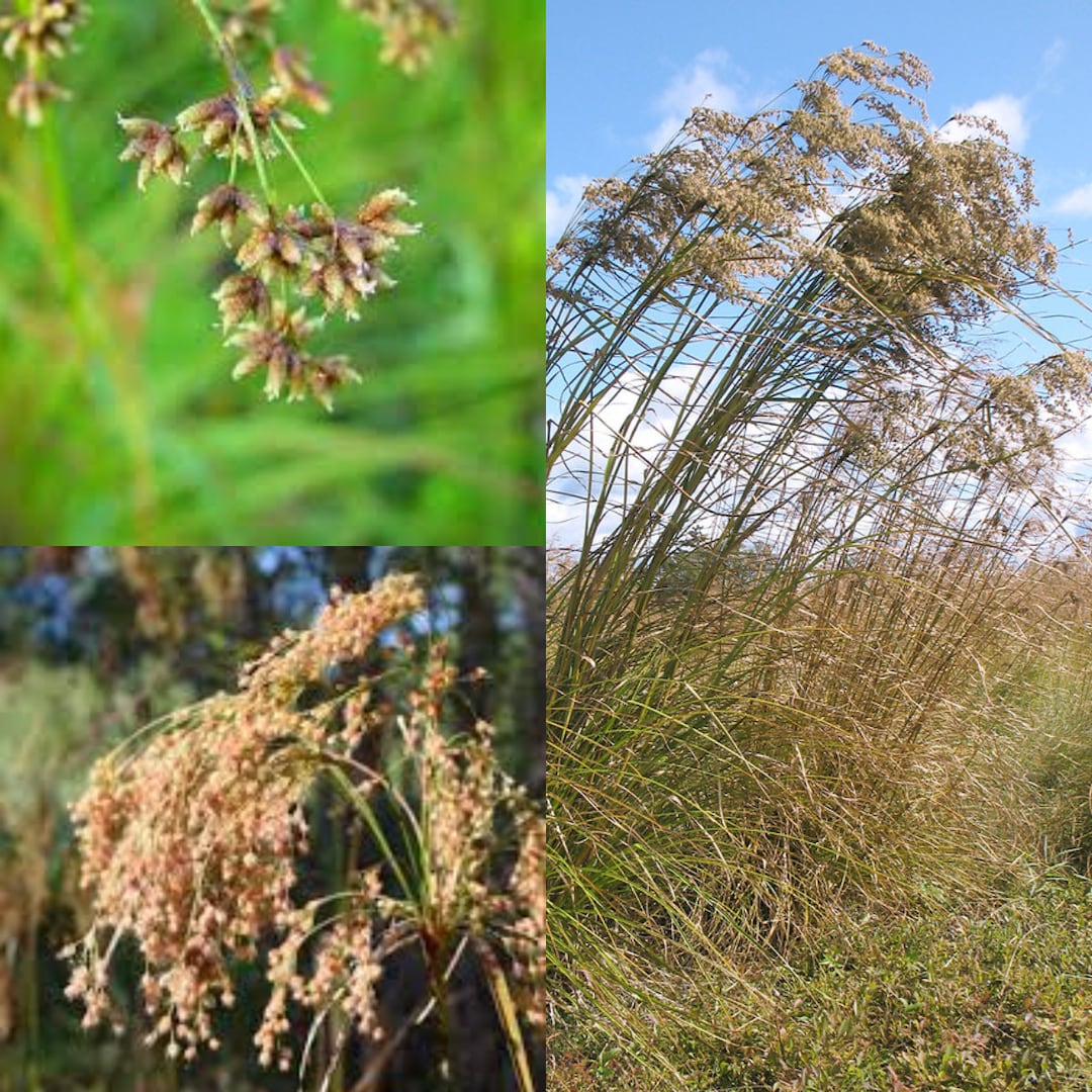 Seeds for Planting, Scirpus Cyperinus Seeds, Woolgrass, Cottongrass ...