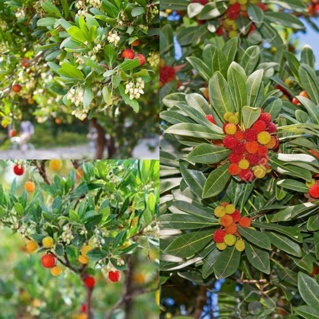 Seeds for Planting, Arbutus Unedo Seeds, Strawberry Tree, Killarney ...