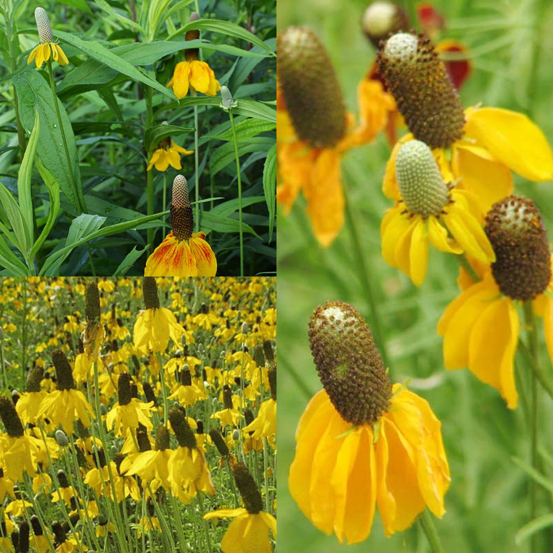 Seeds for Planting, Ratibida Columnifera Seeds, Long-headed Coneflower ...