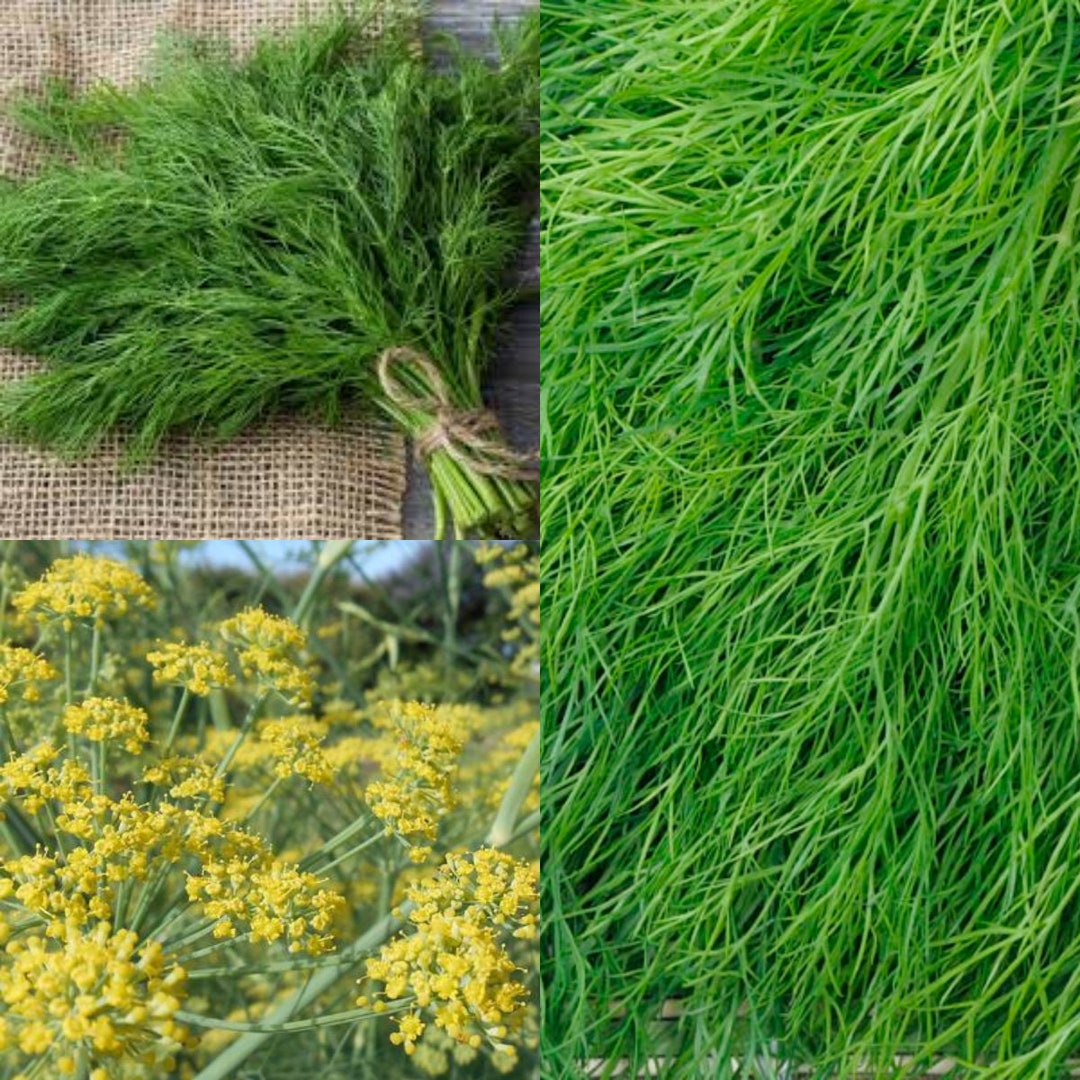 Seeds for Planting, Anethum Graveolens Bouquet Seeds, Bouquet, Dill ...