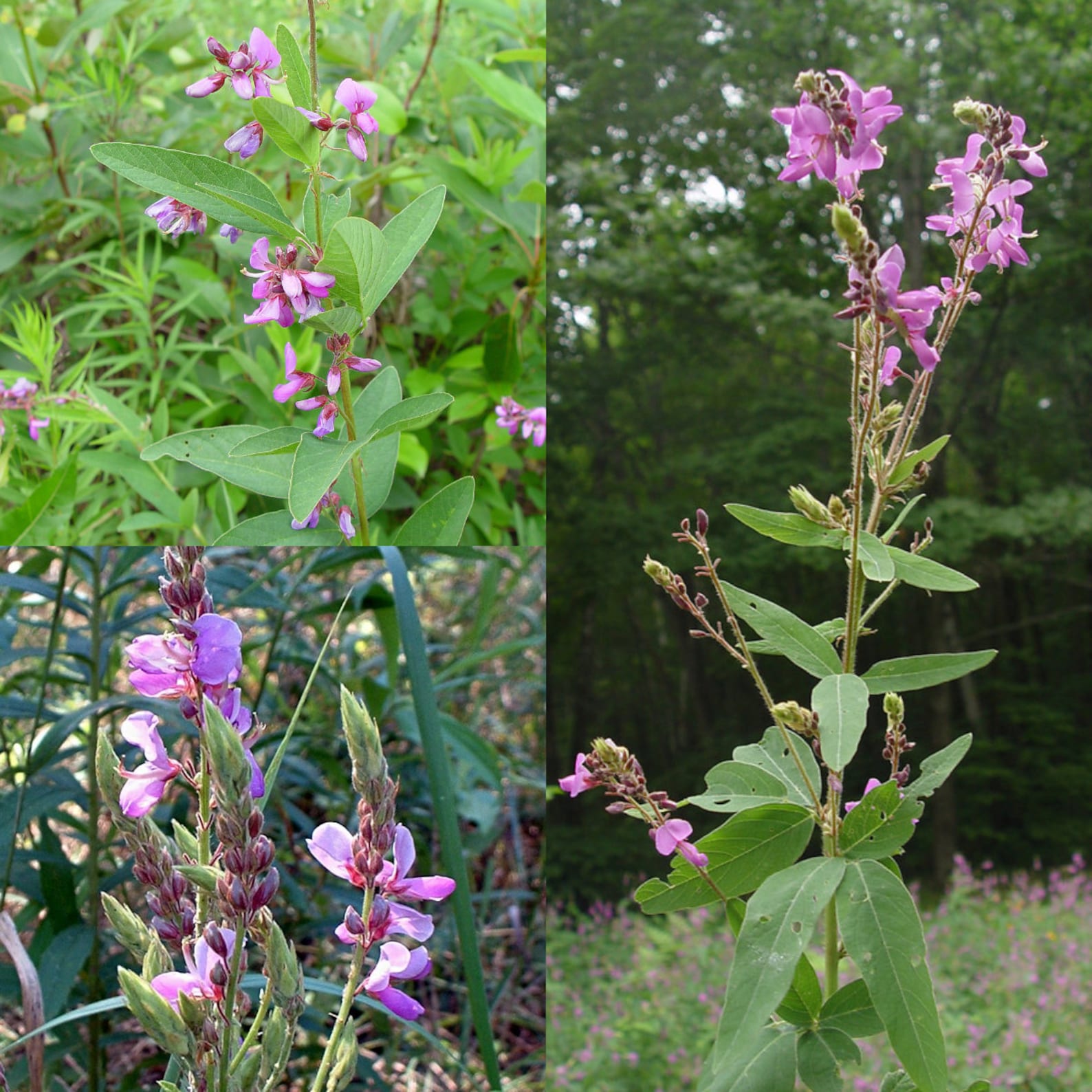 Seeds for Planting, Desmodium Canadense Seeds, Showy Tick-trefoil ...