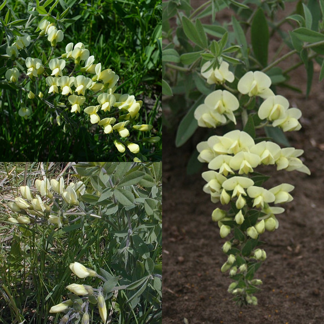 Seeds for Planting, Baptisia Bracteata Seeds, Longbract Wild Indigo ...