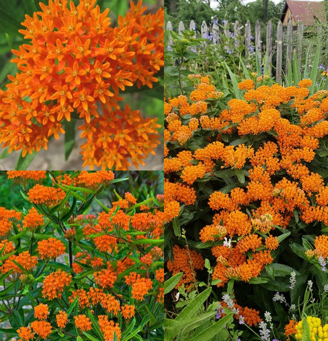 Seeds for Planting, Asclepias Tuberosa Seeds, Butterfly Milkweed ...