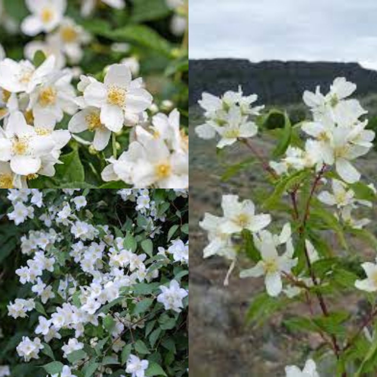 Seeds for Planting, Philadelphus Lewisii Seeds, Lewis' Mock Orange ...