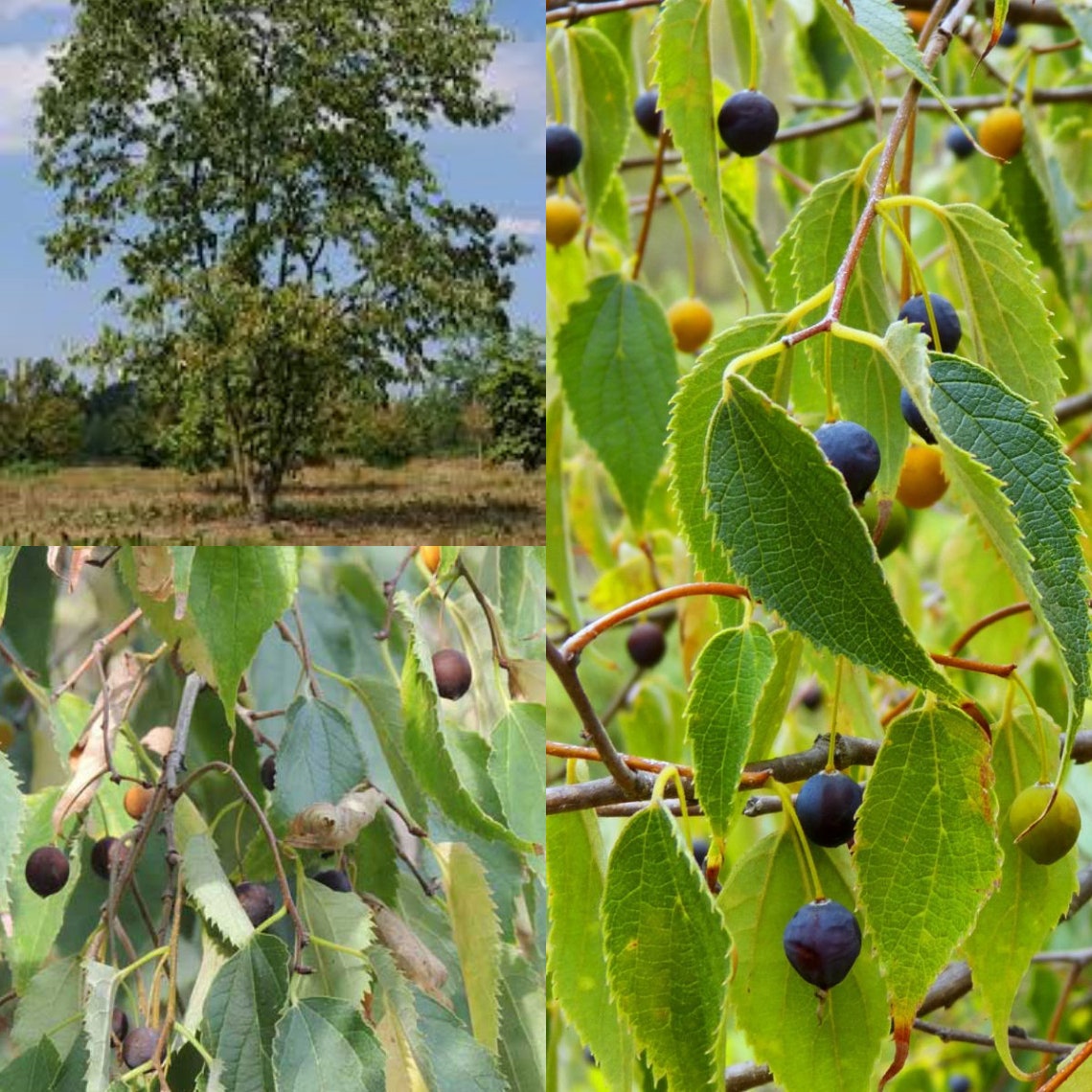 Seeds for Planting, Celtis Australis Seeds, European Hackberry, ~ Bulk ...
