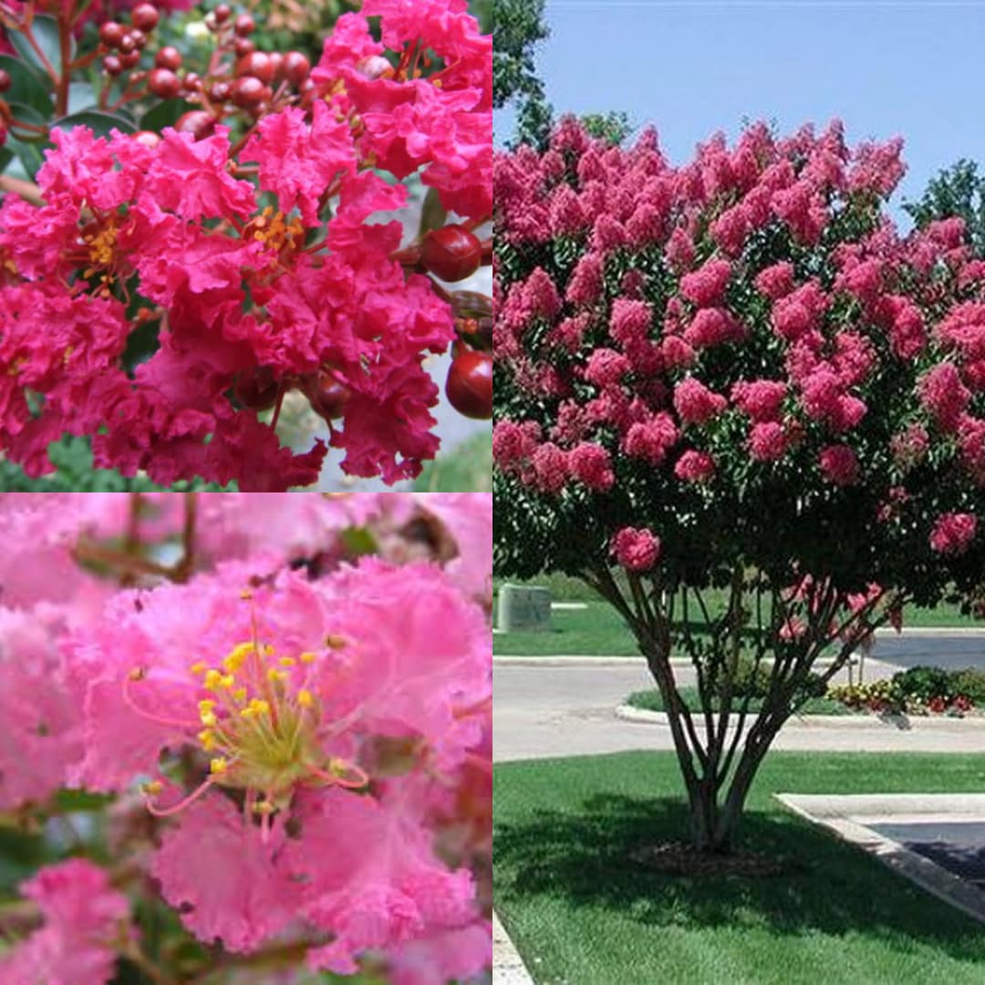 Seeds for Planting, Lagerstroemia Indica Seeds, Crapemyrtle, Crape ...