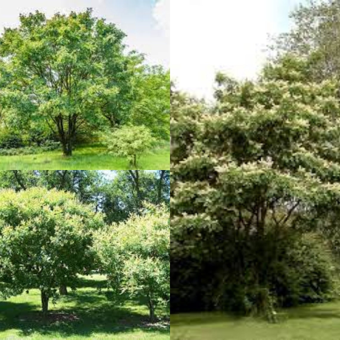 Seeds for Planting, Maackia Amurensis Seeds, Amur Maackia, Chinese ...