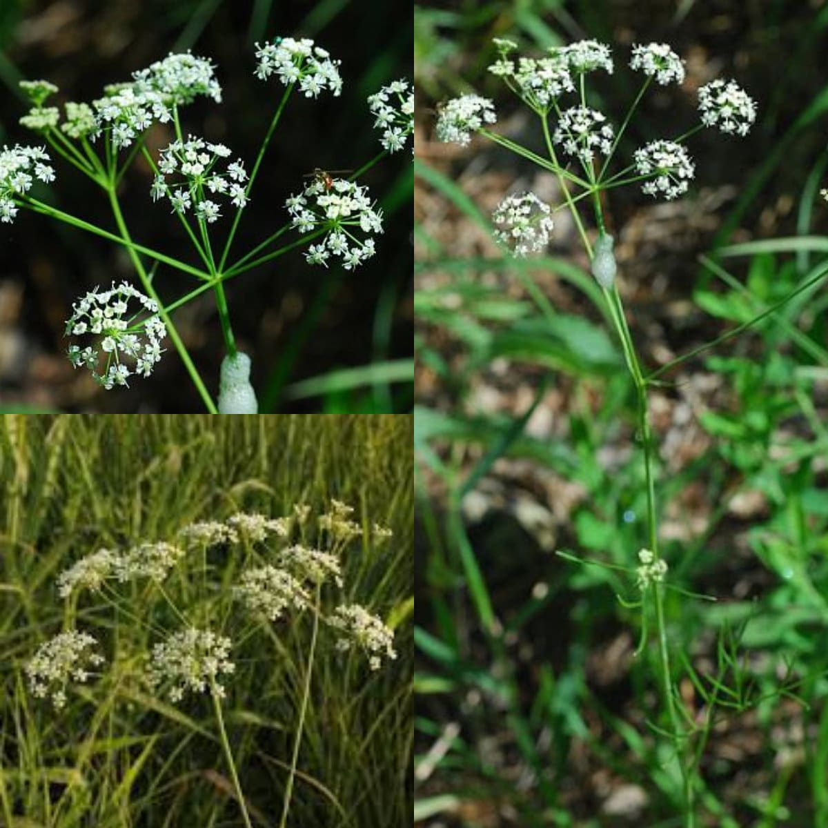 Seeds for Planting, Perideridia Americana Seeds, Eastern Yampah, Wild ...