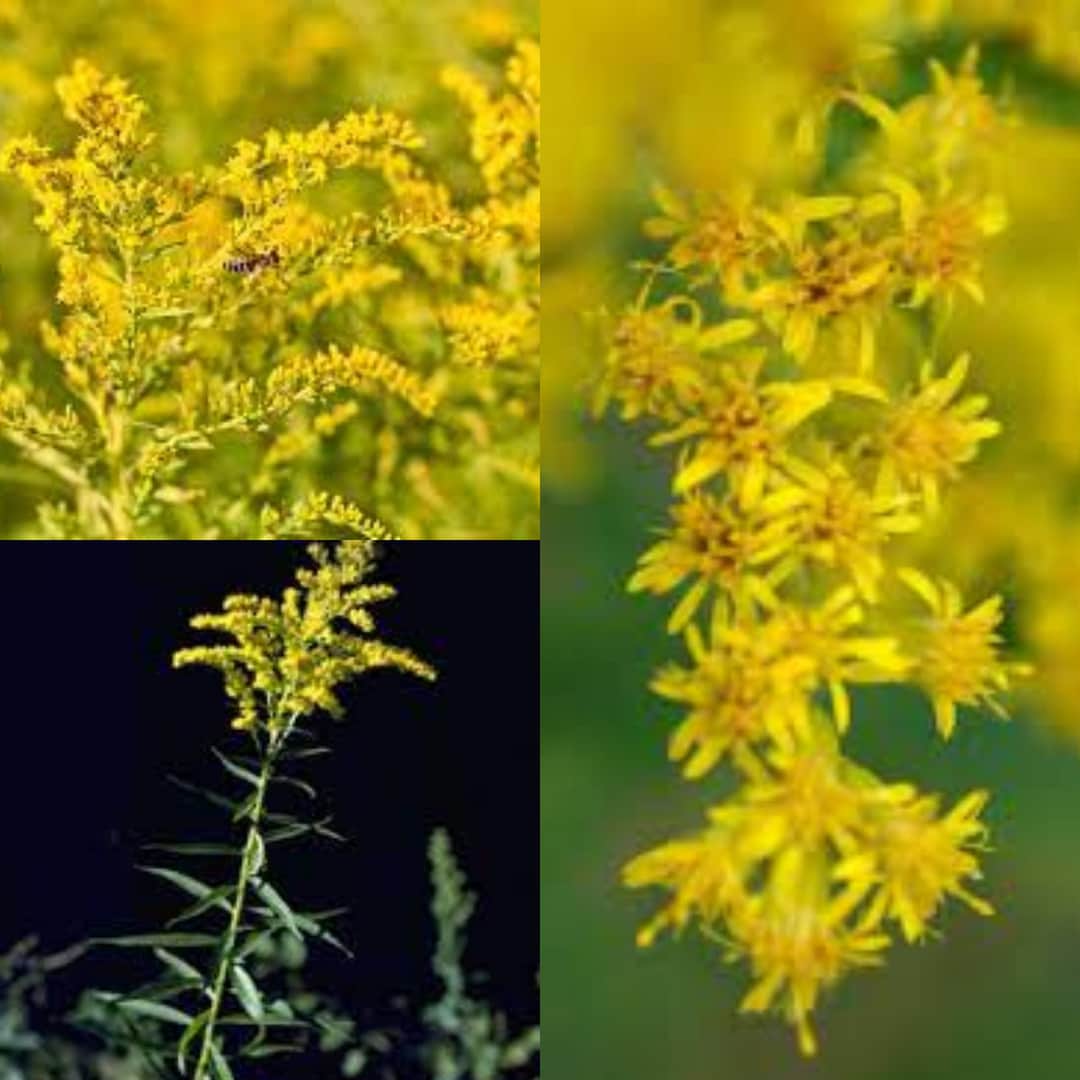 Seeds for Planting, Solidago Odora Seeds, Sweet Goldenrod,~ Bulk ...