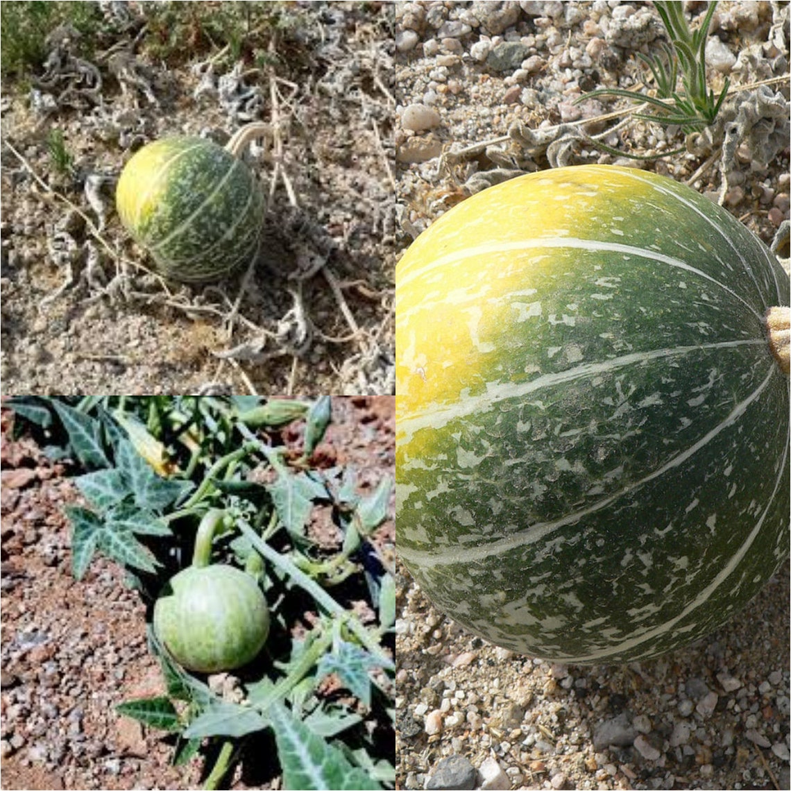 Seeds for Planting, Cucurbita Palmata Seeds, Coyote Gourd, Coyote Melon ...