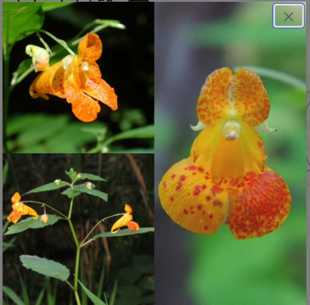 Seeds for Planting, Impatiens Capensis Seeds, Spotted Touch-me-not ...