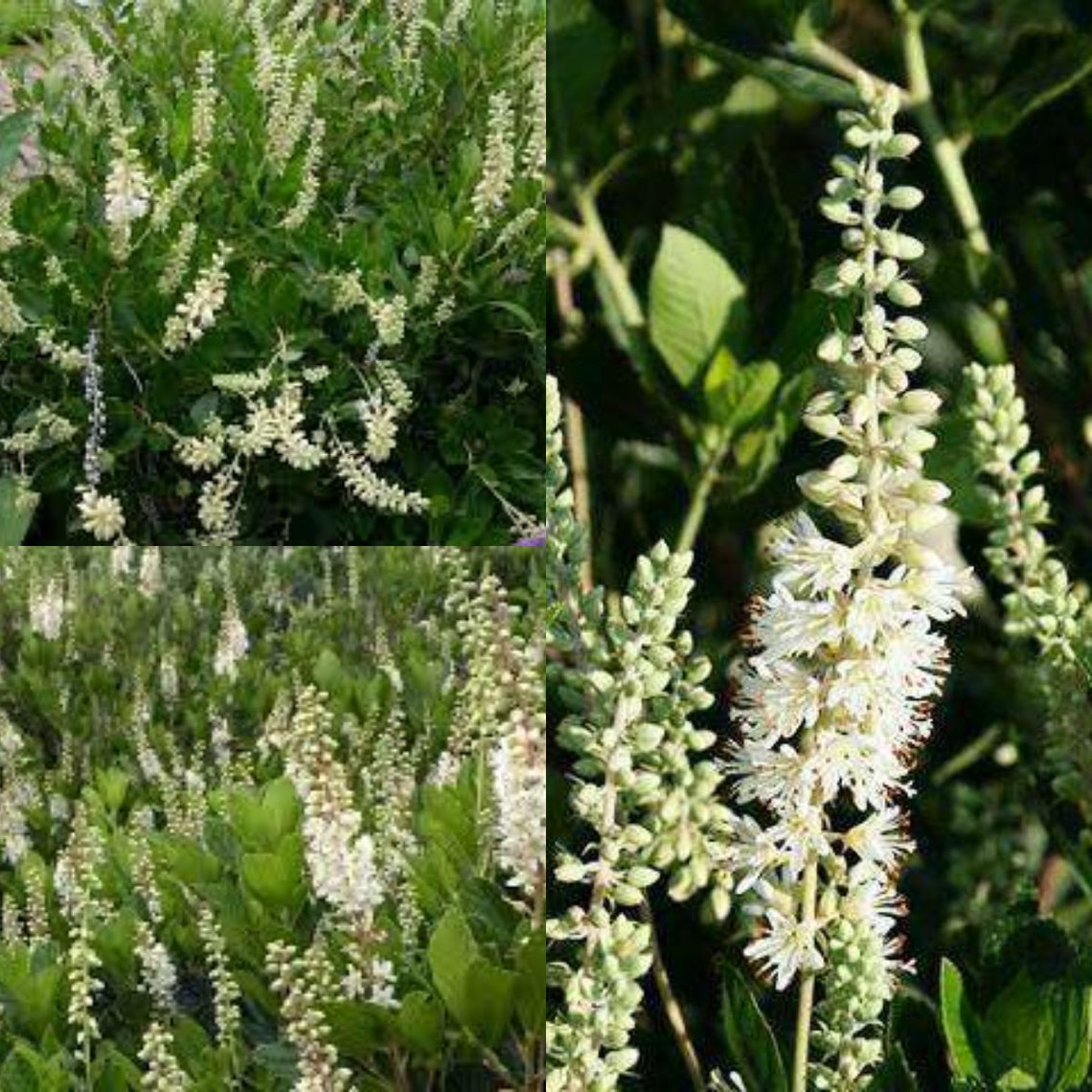 Seeds for Planting, Clethra Alnifolia Seeds, Coastal Sweetpepperbush ...