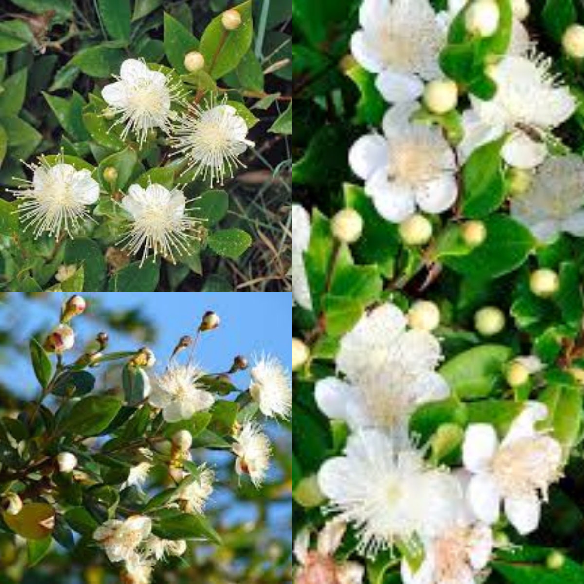 Seeds for Planting, Myrtus Communis Seeds, Common Myrtle,~ Bulk ...