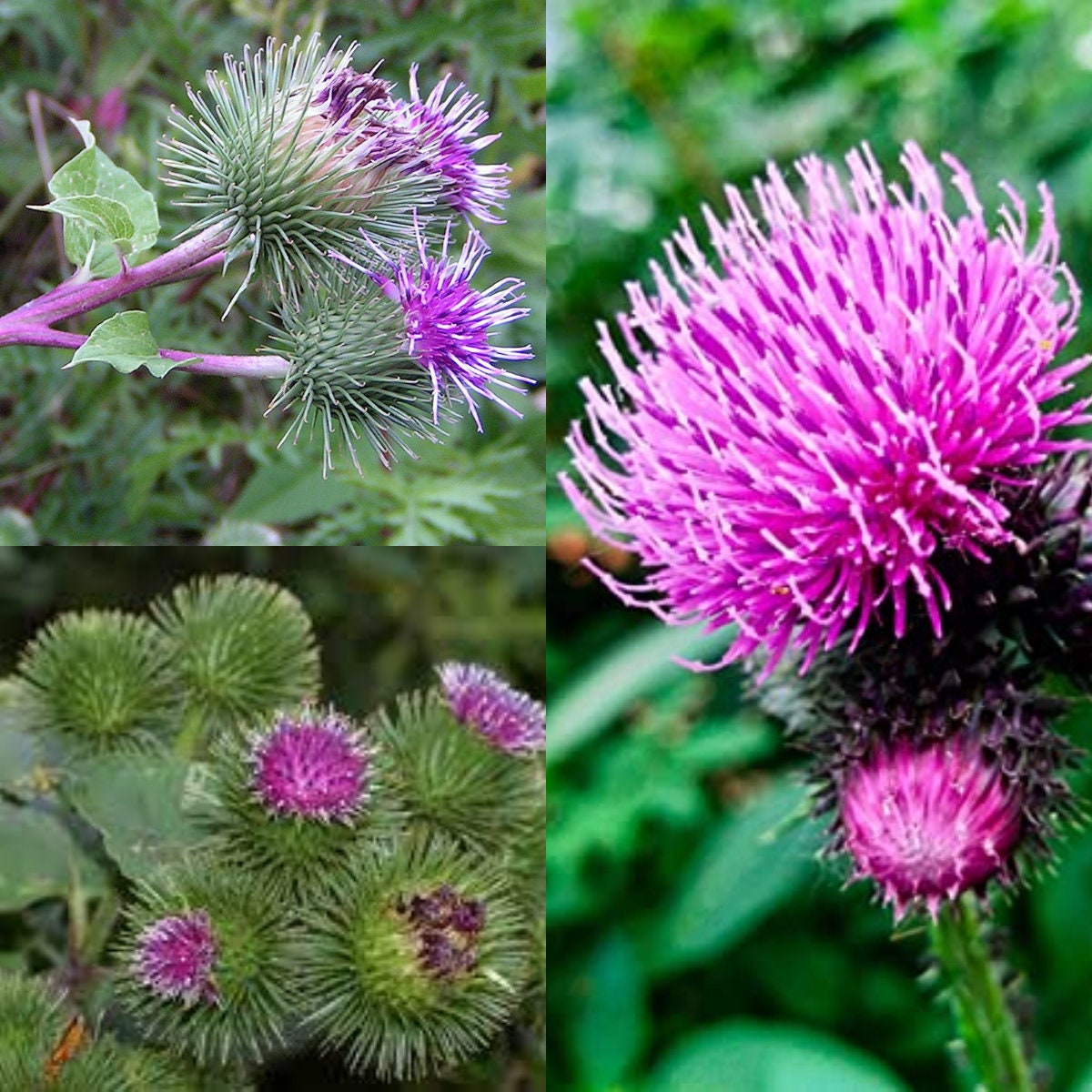 Seeds for Planting, Arctium Lappa Seeds, Greater Burdock, Edible ...