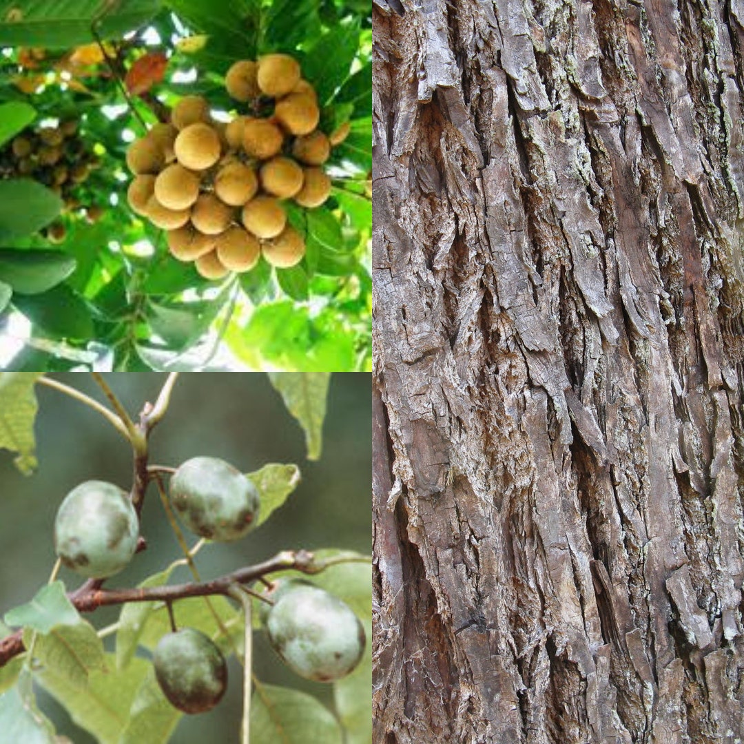 Seeds for Planting, Choerospondias Axillaris Seeds, Lapsi, Candy Tree ...
