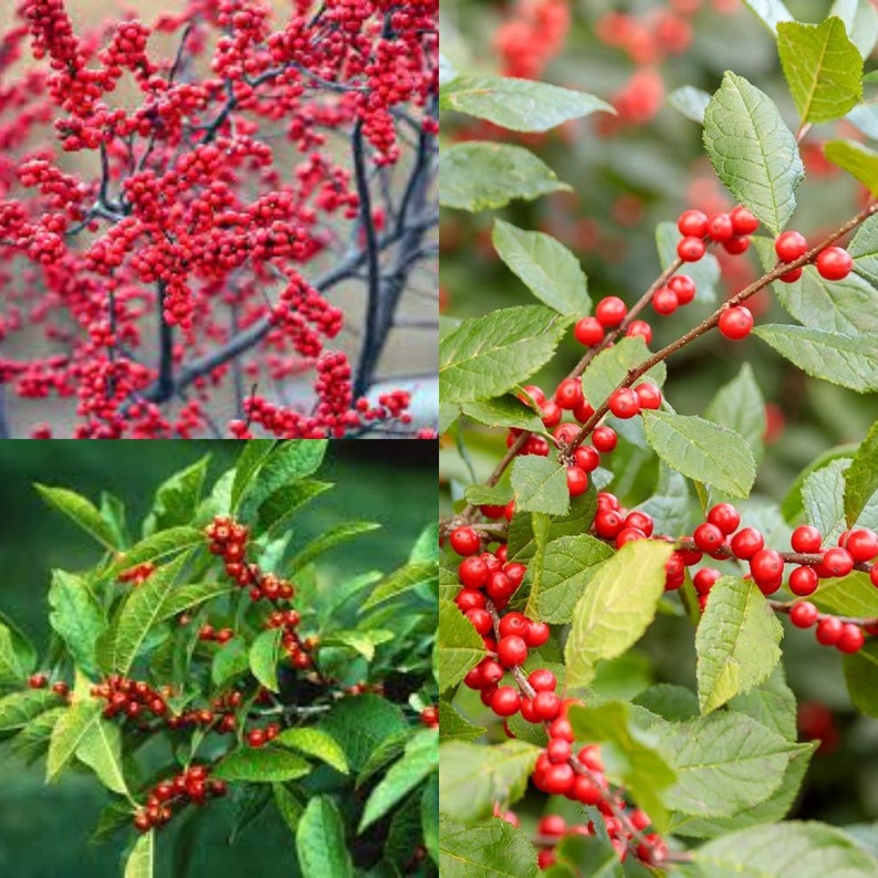 Seeds for Planting, Ilex Verticillata Seeds, Common Winterberry ...