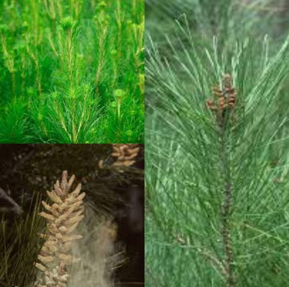 Seeds for Planting Pinus Attenuata X Radiata Seeds Knobcone - Etsy