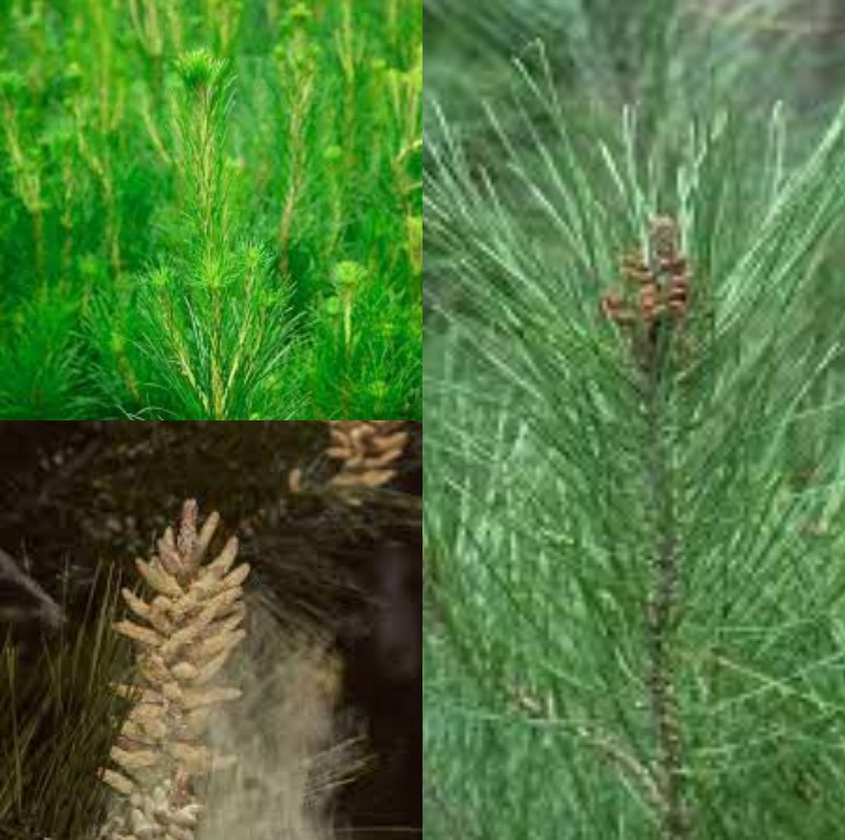 Seeds for Planting, Pinus Attenuata X Radiata Seeds, Knobcone X ...