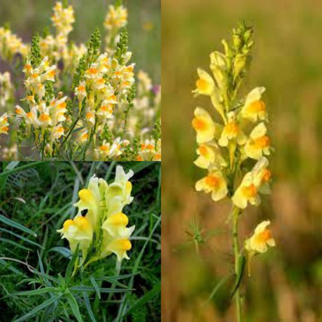 Seeds for Planting, Linaria Vulgaris Seeds, Butter and Eggs, Common ...