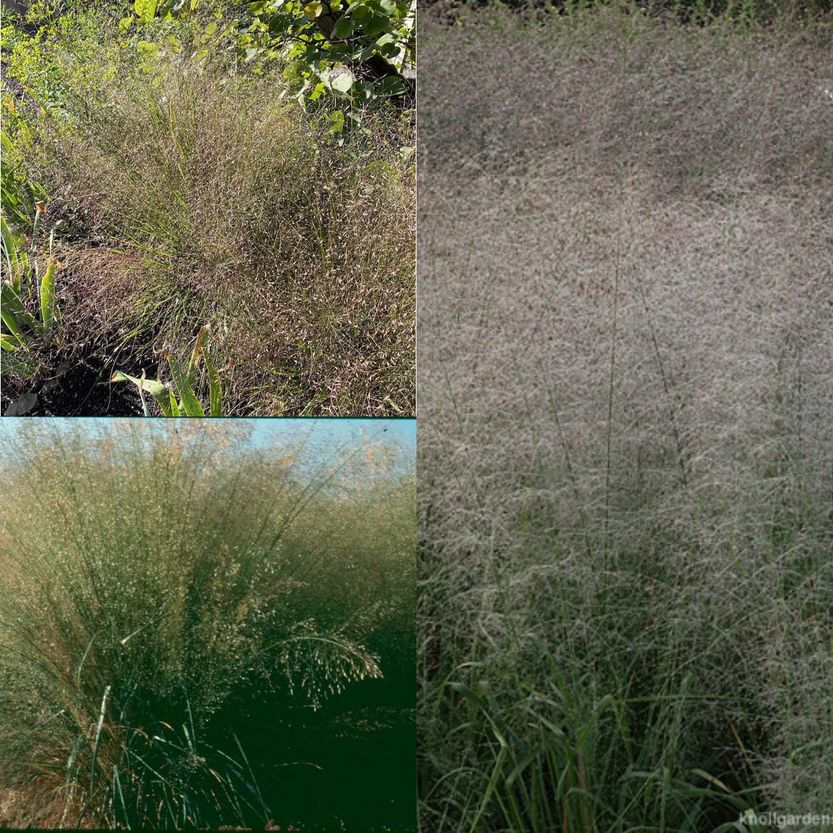 Eragrostis Trichodes