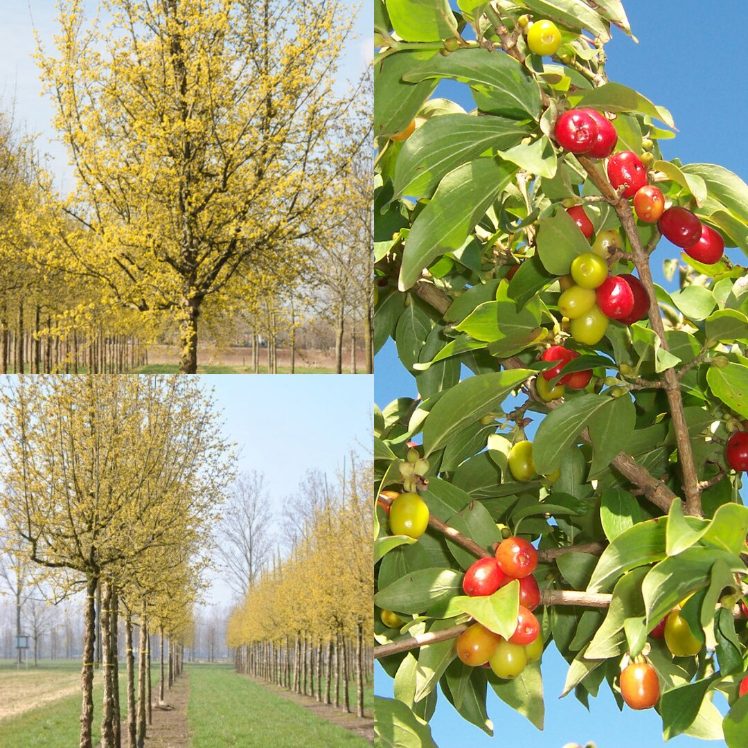 Seeds for Planting, Cornus Mas Seeds, Cornelian Cherry, Sorbet, Cornejo ...