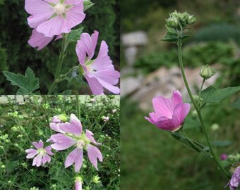 Tree Mallow Seeds - Etsy