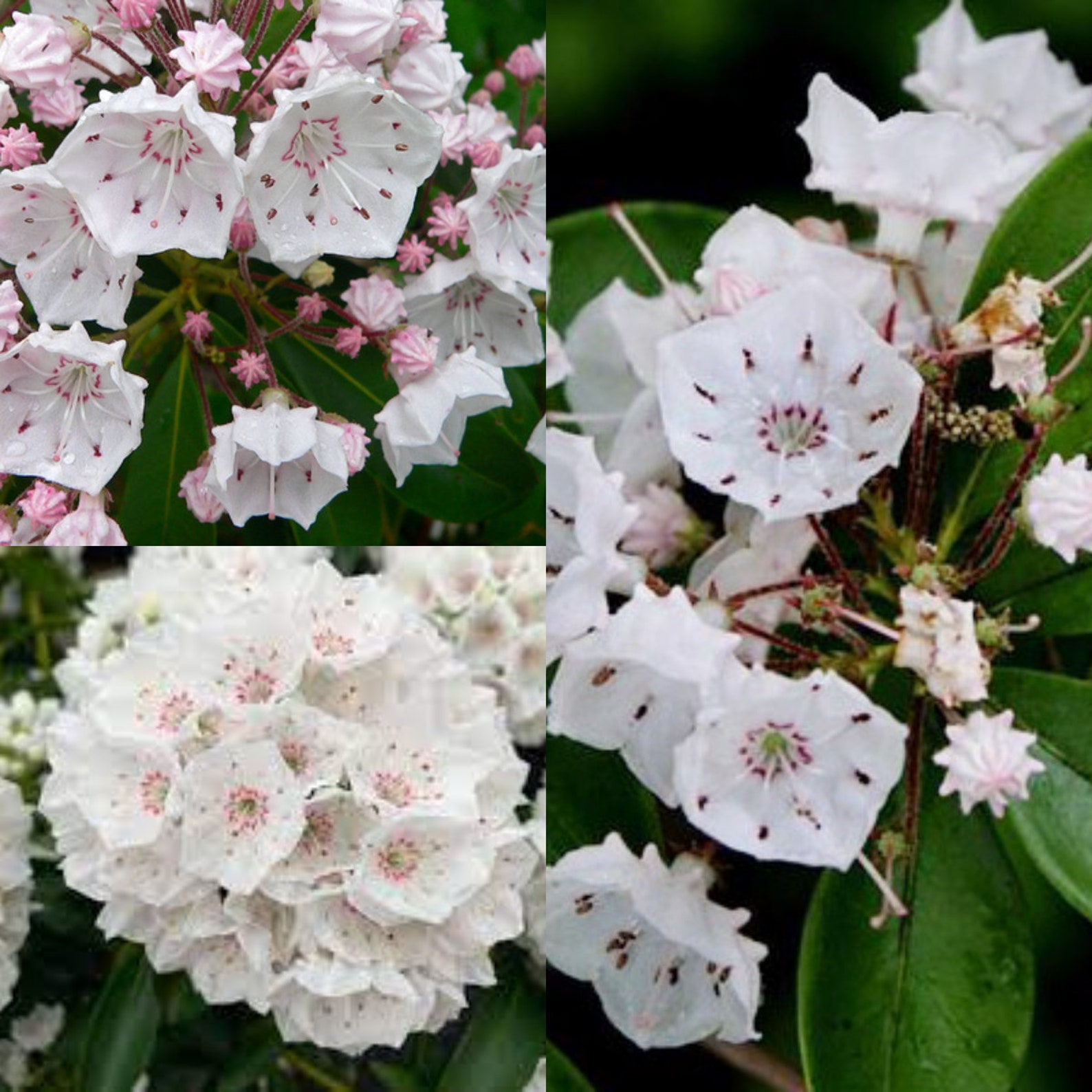 Seeds for Planting, Kalmia Latifolia Seeds, Mountain Laurel, Spoonwood ...