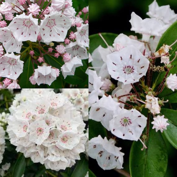 Seeds for Planting Kalmia Latifolia Seeds Mountain Laurel - Etsy