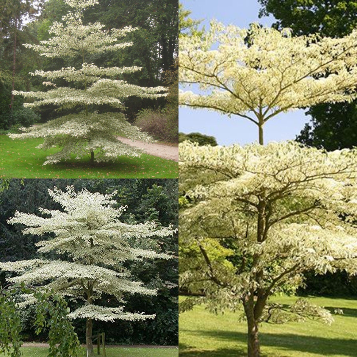 Seeds for Planting, Cornus Controversa Seeds, Giant Dogwood, ~ Bulk ...