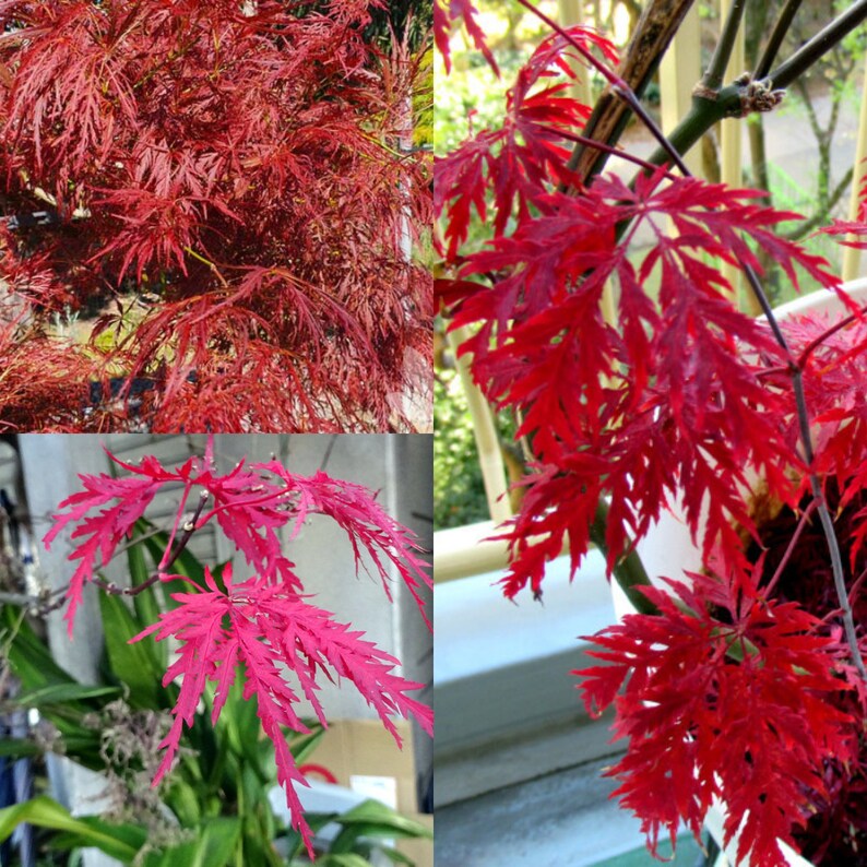 Seeds for Planting Acer Palmatum Matsumurae Ornatum Dry Seed - Etsy