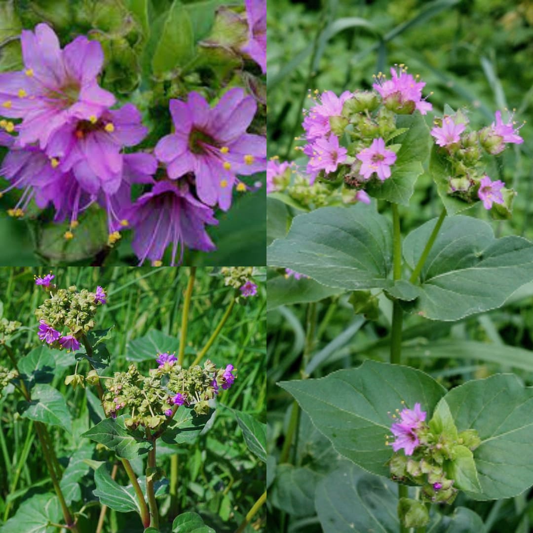Seeds for Planting, Mirabilis Nyctaginea Seeds, Wild Four O'clock ...