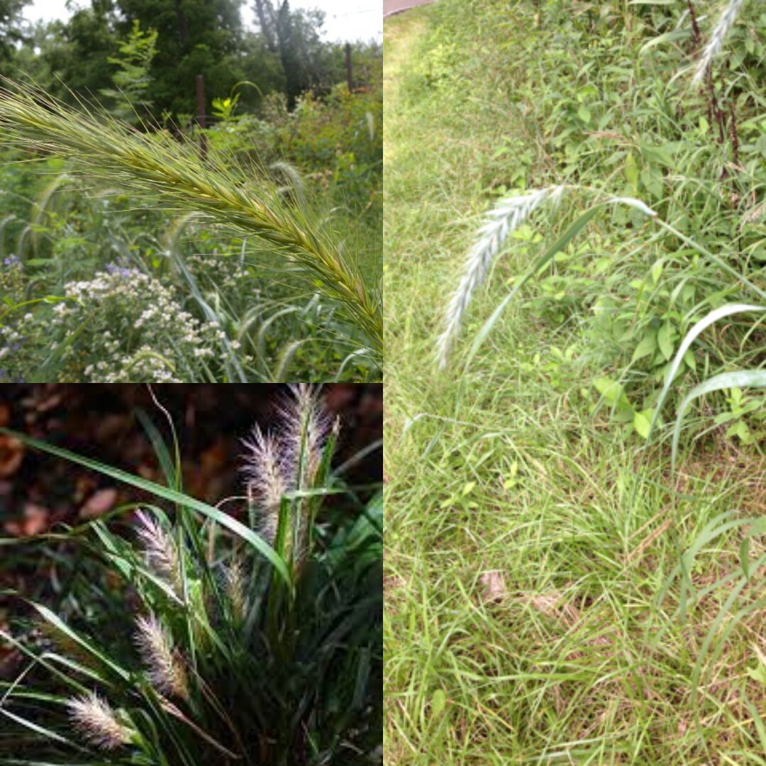 Seeds for Planting, Elymus Riparius Seeds, Riverbank Wild Rye, Bulk ...