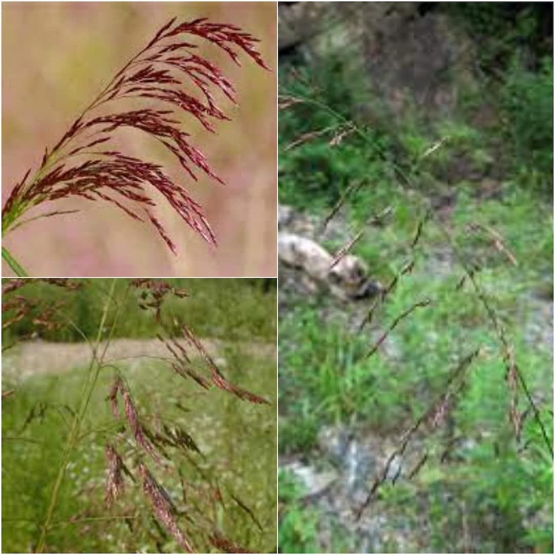 Seeds for Planting, Tridens Flavus Seeds, Purpletop Tridens, Red Top ...