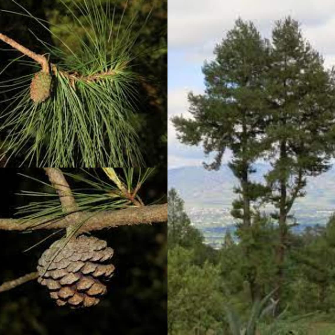 Seeds for Planting, Pinus Leiophylla Seeds, Chihuahuan Pine,~ Bulk ...