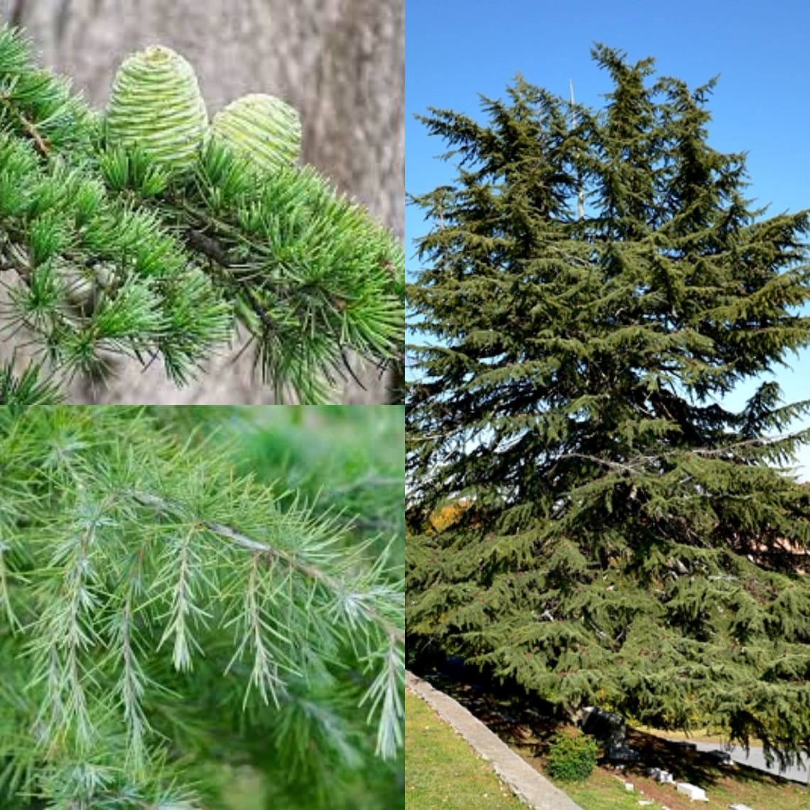 Seeds for Planting, Cedrus Deodara Seeds, Deodar Cedar, Himalayan Cedar ...