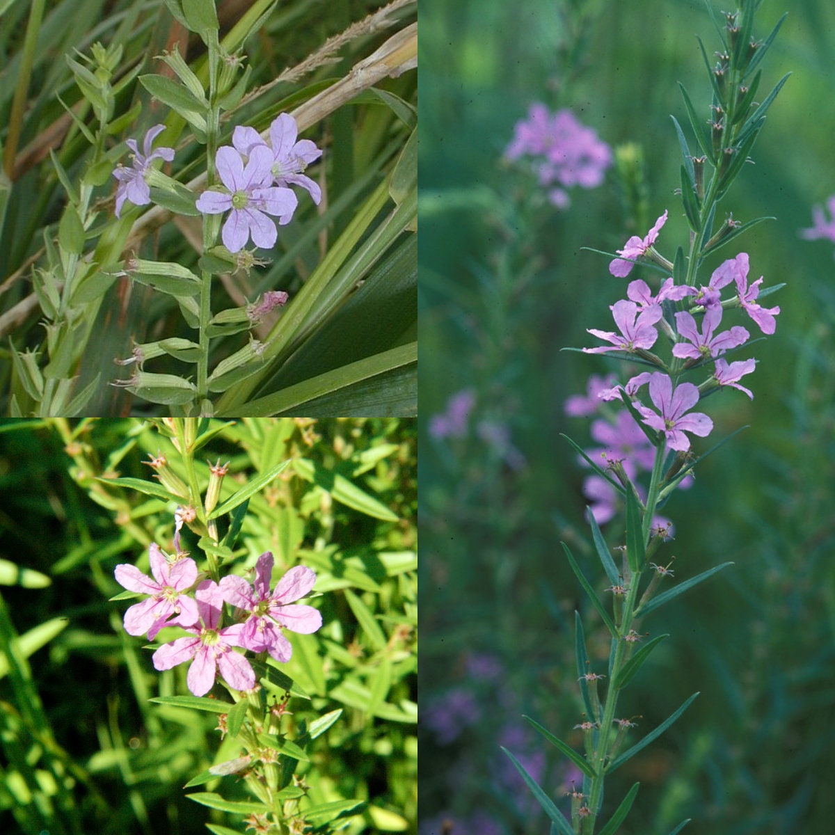 Seeds for Planting, Lythrum Alatum Seeds, Winged Loosestrife, Winged ...