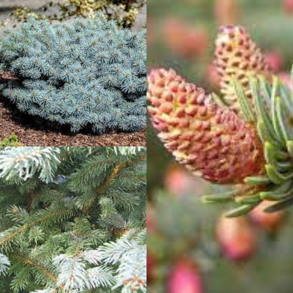 Seeds for Planting Picea Pungens CO Isabel Seeds Blue - Etsy