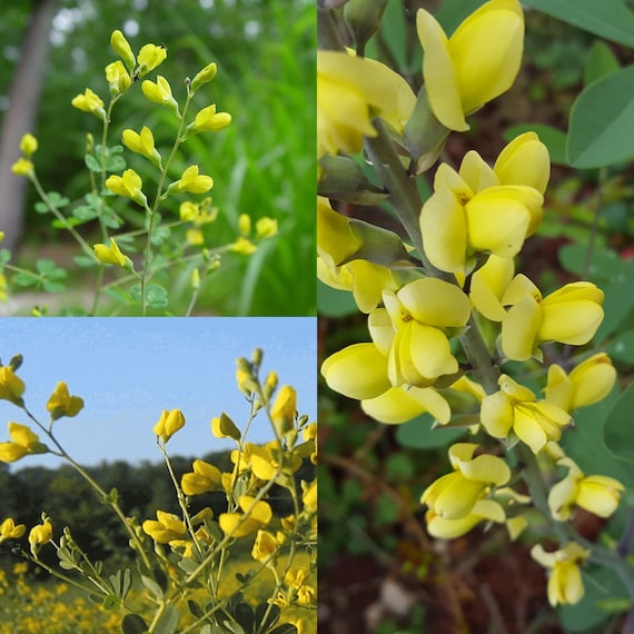 Yellow Baptisia Australis