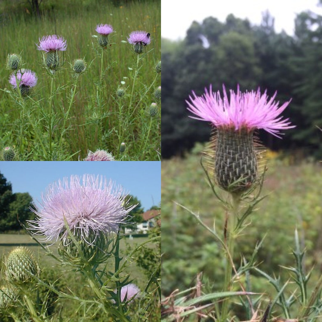Seeds for Planting, Cirsium Discolor Seeds, Pasture Thistle, Field ...