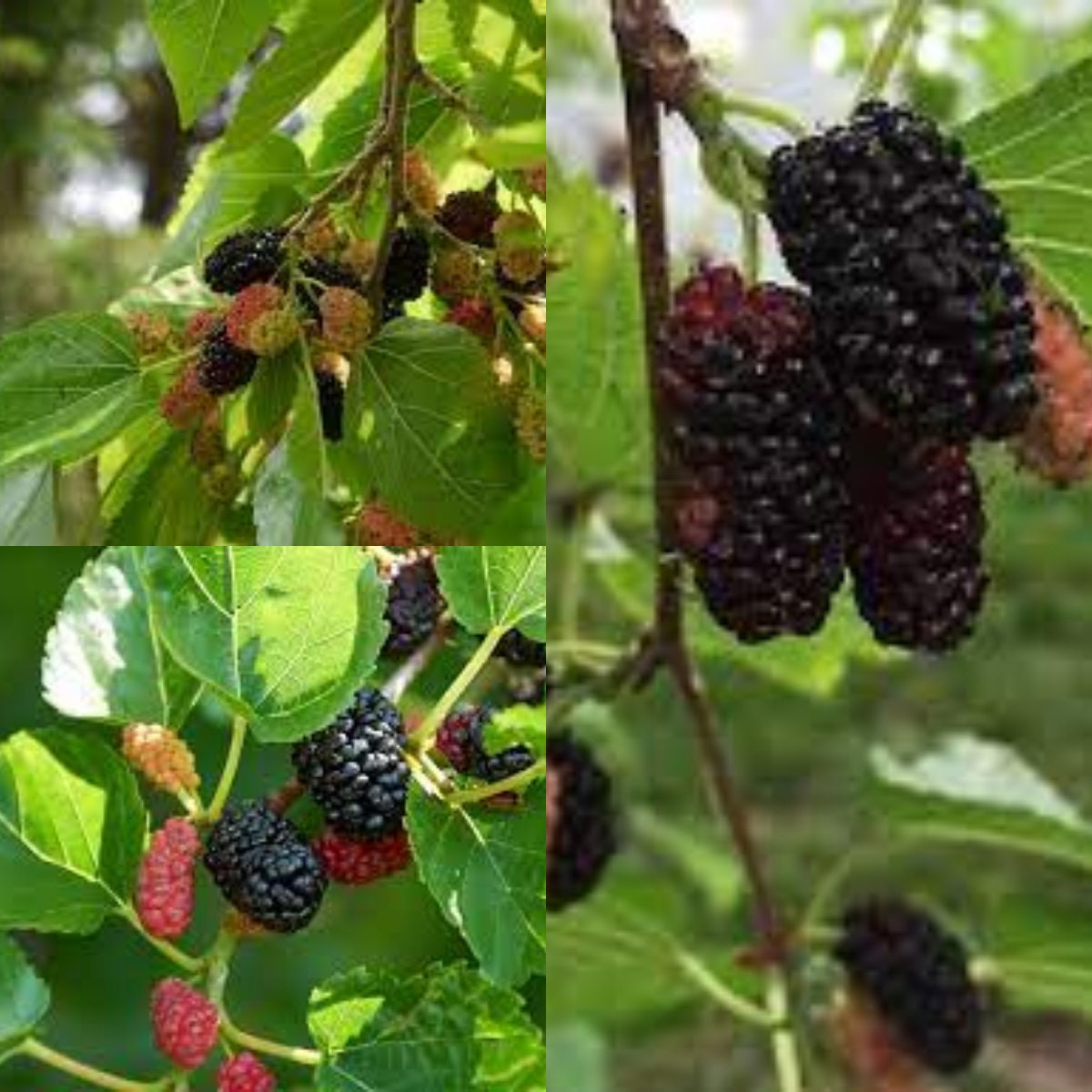 Seeds for Planting, Morus Rubra Seeds, Red Mulberry, Mulberry,~ Bulk ...