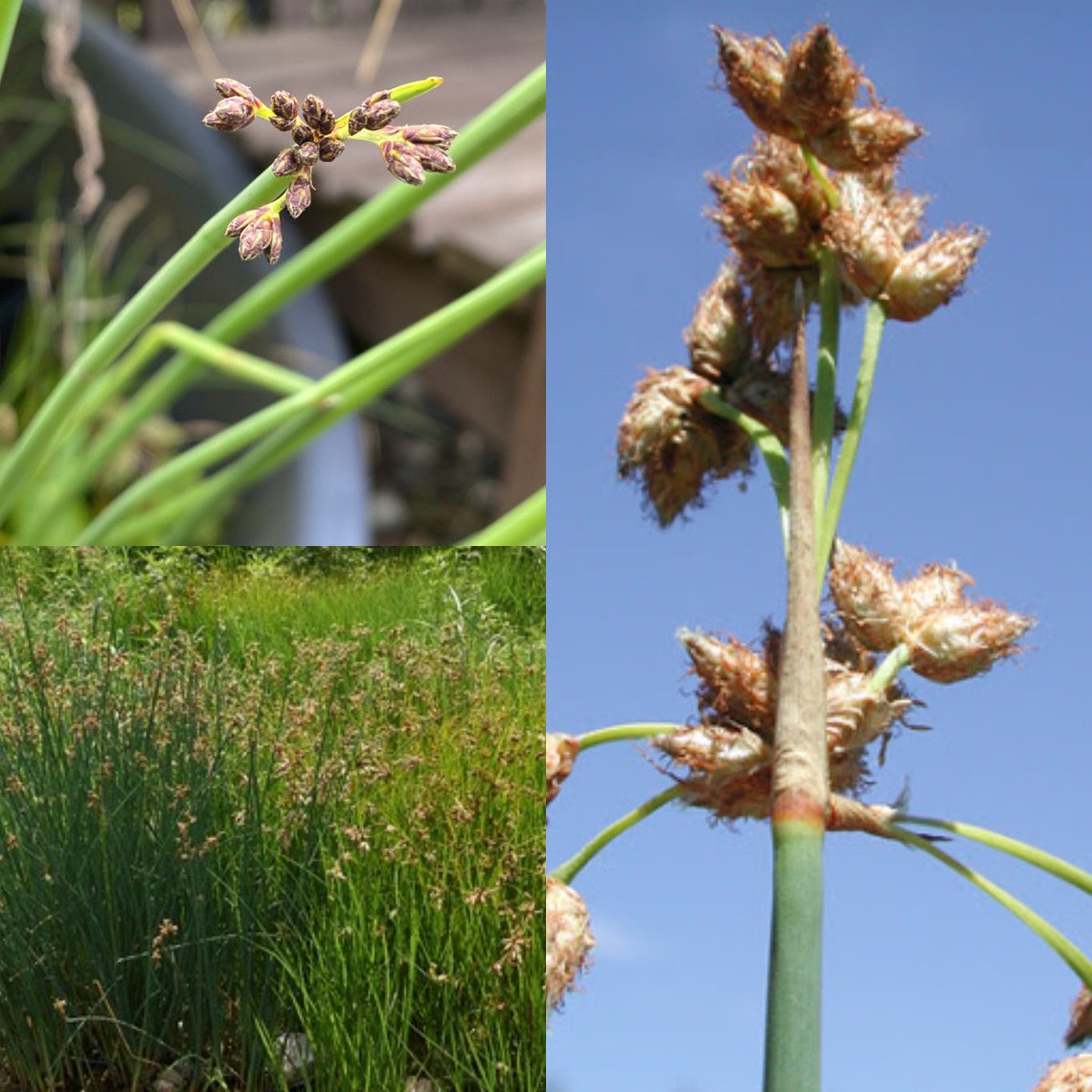Seeds for Planting, Scirpus Acutus Seeds, Common Tule, Hardstem Tule ...
