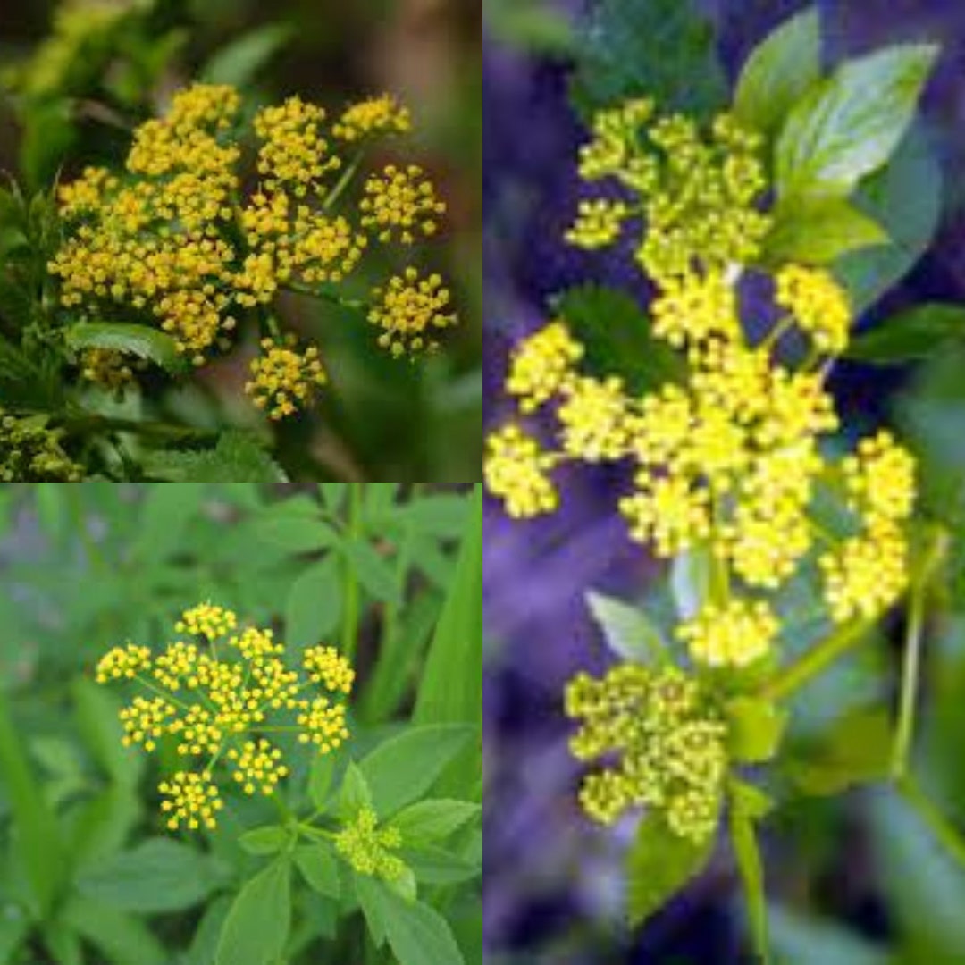 Seeds for Planting, Zizia Aurea Seeds, Golden Alexanders, Golden Zizia ...