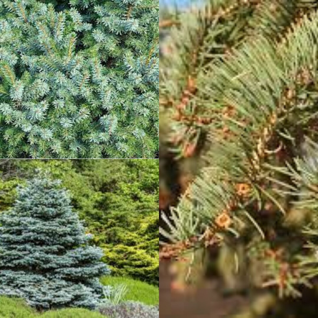 Seeds for Planting, Picea Pungens CO Juan Seeds, Blue Spruce,~ Bulk ...