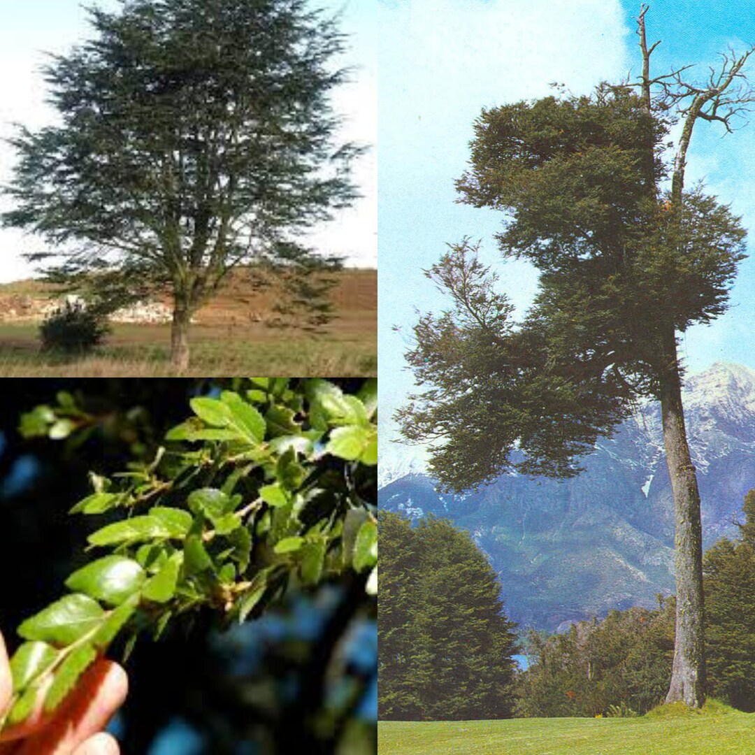 Seeds for Planting, Nothofagus Dombeyi Seeds, Coigue, Dombey's Southern ...