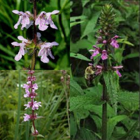 Seeds for Planting Stachys Tenuifolia Seeds Smooth - Etsy
